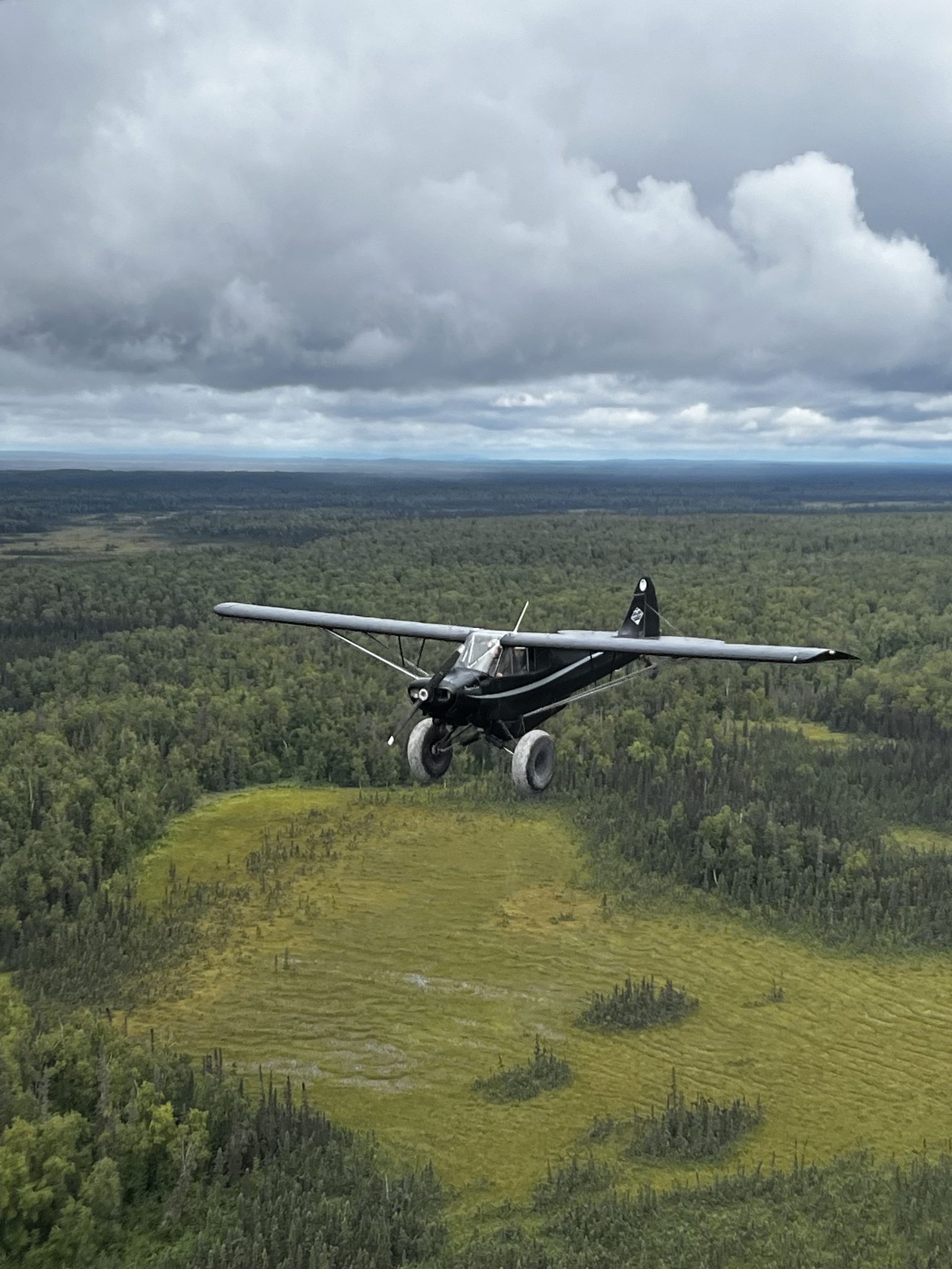 N8976D - Acme Cub Training